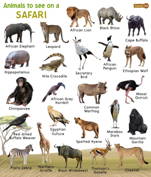 Create a African animal cuteness aurora Tier List - TierMaker