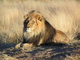 African Animals Tier List (Community Rankings) - TierMaker