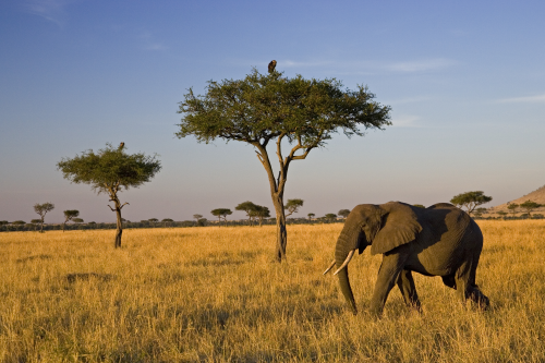 Create a African Savannah Animals Tier List - TierMaker