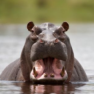 Create a All Animals Tier List - TierMaker