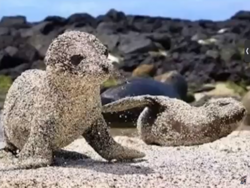 Create a All Subnautica Fauna Tier List - TierMaker