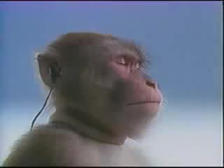 Create a The Best Monkeys Memes Tier List - TierMaker