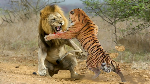 Create a Animal Battles (Carnivora) Tier List - TierMaker