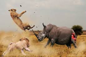 Create a Animal fight Tier List - TierMaker