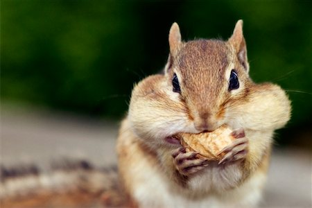 Create a Animal Nuts Tier List - TierMaker