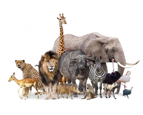 Create a Animal reincarnation Tier List - TierMaker Create a Animal reincarnation Tier List - TierMaker