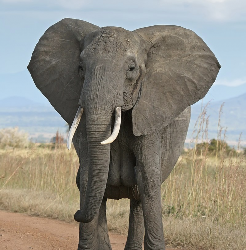 Create a Animal Species Tier List - TierMaker