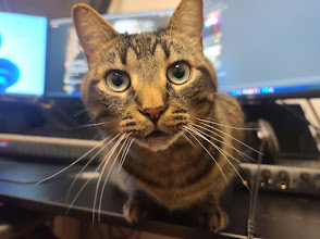 Animal standoff Tier List (Community Rankings) - TierMaker