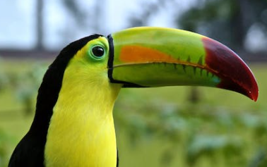 Create a Animal Tier List - TierMaker