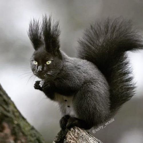 Create a Animals Tier List - TierMaker