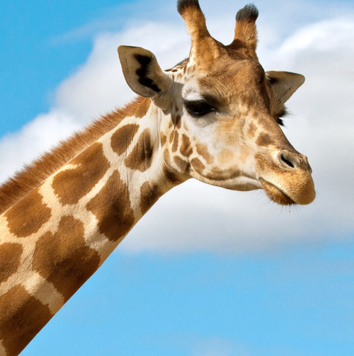 Animals of Africa Tier List (Community Rankings) - TierMaker