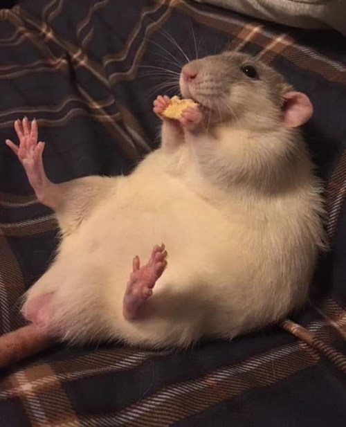 Create a ANIMALS R COOL Tier List - TierMaker