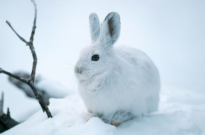 Create a Animals Ultimate Tier-List Tier List - TierMaker