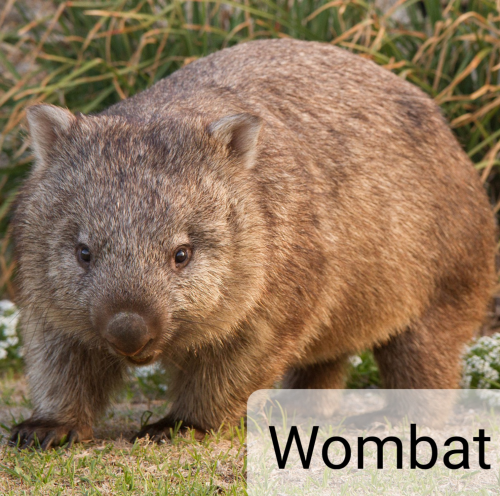 Create a Animals WITH LABELS (400+) Tier List - TierMaker