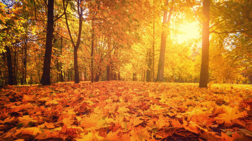 Create a Animation Opening Automne 2021 Tier List - TierMaker