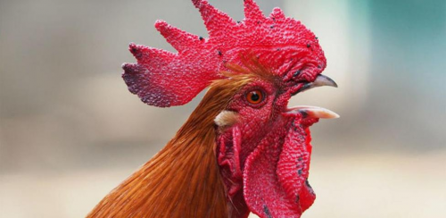 anime god Tier List (Community Rankings) - TierMaker