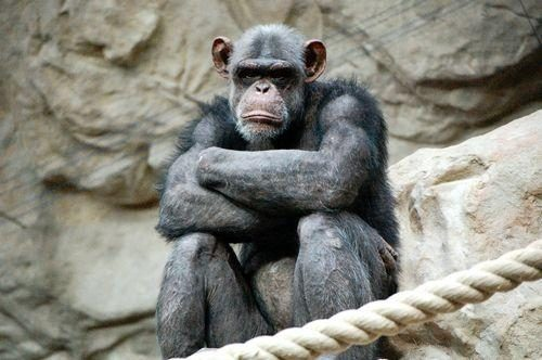 Create a Ape Tier List - TierMaker