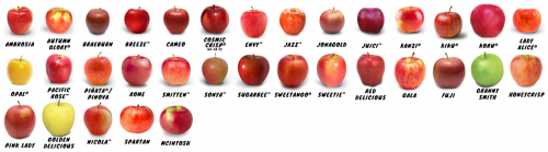Create a Apple Tier List - TierMaker