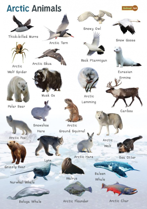 arctic animals and others Tier List (Community Rankings) - TierMaker