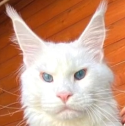 Create a aut stands upd 1.6 Tier List - TierMaker