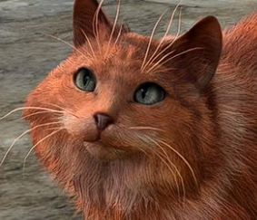 Baldur's Gate 3 Cats Tier List (Community Rankings) - TierMaker