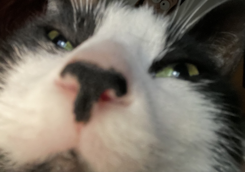 Battle Cats enemies BCEN 12.1 Tier List (Community Rankings) - TierMaker