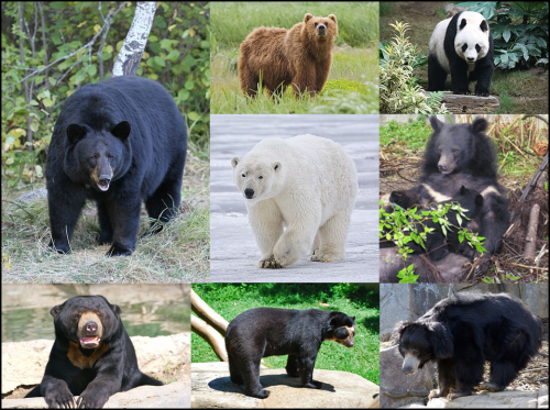 Create a Bear Tier List - TierMaker
