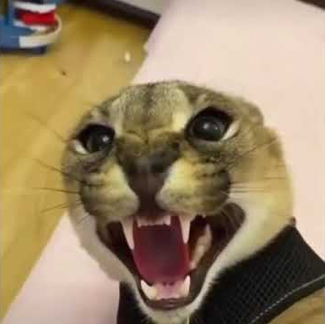 Create a Best Floppas Tier List - TierMaker