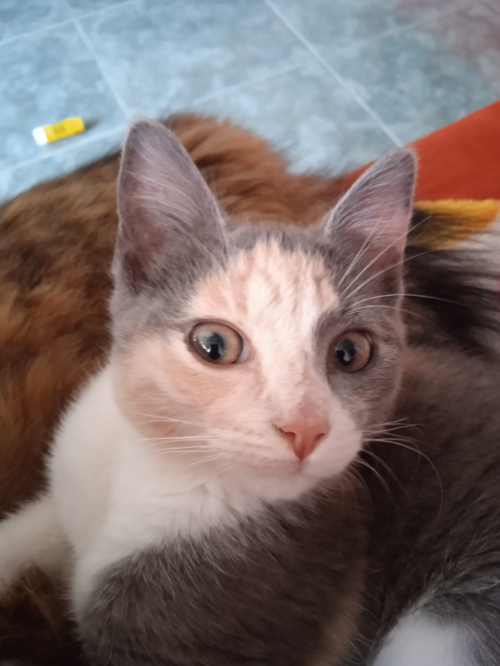 Create a Best fotos Lolota Tier List - TierMaker