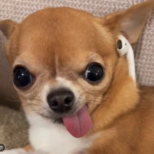 Best Influencer Doggo of the Internet Tier List (Community Rankings ...