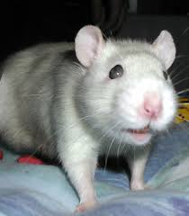 Create a Best philosophers to name rats after Tier List - TierMaker