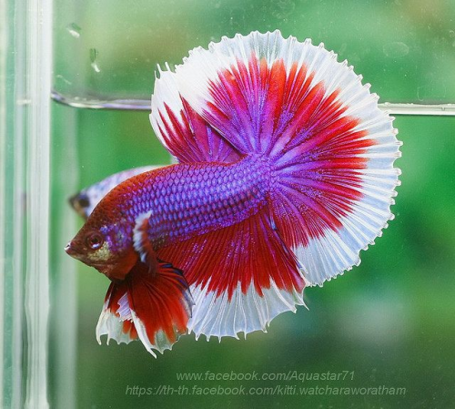 Create a Betta Color Monetary Values | Halfmoon Tier List - TierMaker Create a Betta Color Monetary Values | Halfmoon Tier List - TierMaker