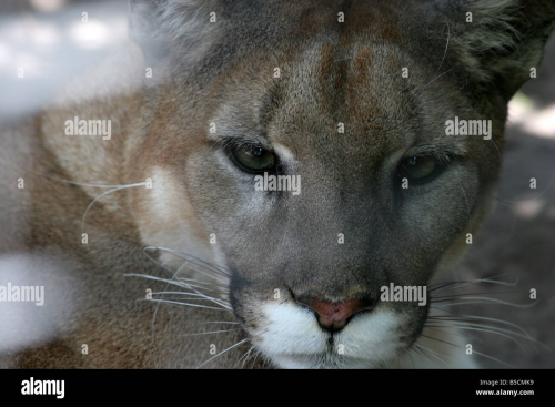 Create a big cats Tier List - TierMaker