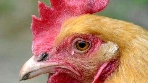 Bird Beaks Tier List (Community Rankings) - TierMaker