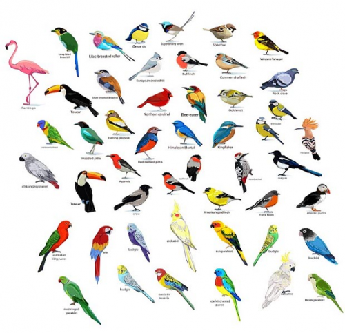 Create a Bird (50 birds) Tier List - TierMaker