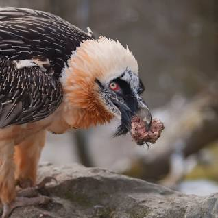 birds battle royale Tier List (Community Rankings) - TierMaker