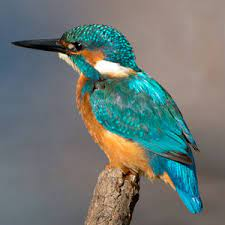 Create a Birds of France Tier List - TierMaker