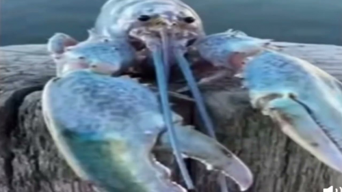 Create a BITYA characters Tier List - TierMaker