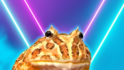 Create a 'Bug Frog' Frogs Tier List - TierMaker