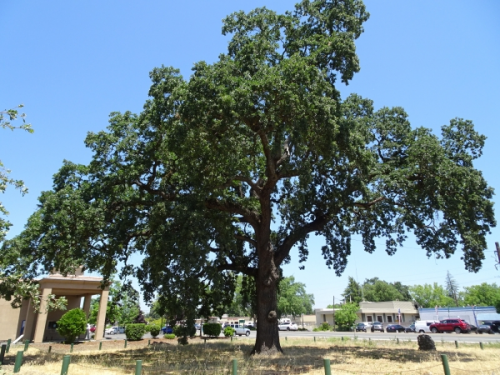 California Native Trees Tier List (Community Rankings) - TierMaker