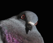 Canada Monster Energy Tier List (Community Rankings) - TierMaker