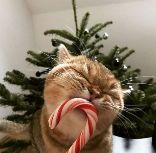 Candy Cane Tier List Community Rankings TierMaker candy-cane-tier-list-community-rankings-tiermaker