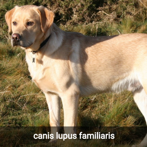 Create a Canid Tier List - TierMaker