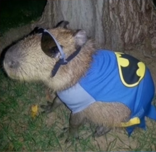 Create a Capybara Tier List - TierMaker