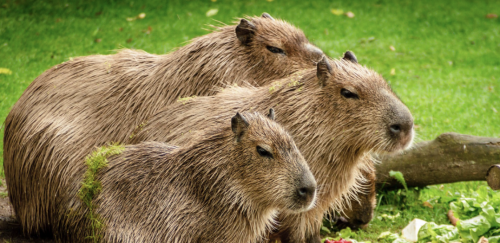 Create a capybara kingdom Tier List - TierMaker