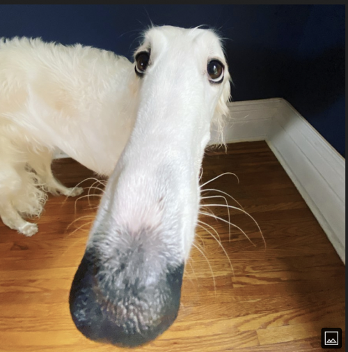 Create a capybara Tier List - TierMaker