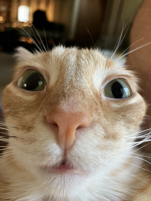 cat Tier List (Community Rankings) - TierMaker