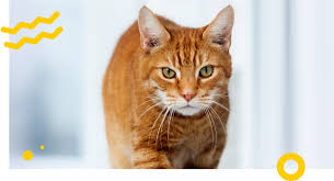 cat breeds Tier List (Community Rankings) - TierMaker