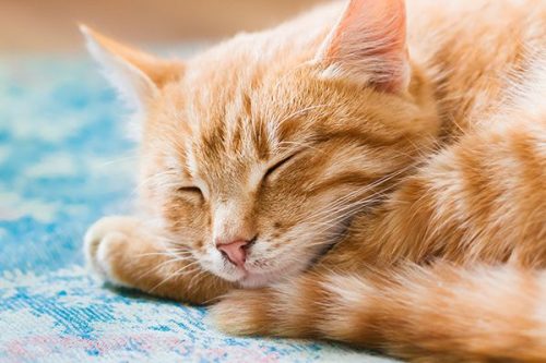 Cat Color Tier List (Community Rankings) - TierMaker