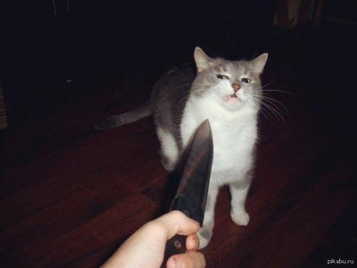 Create a Cat entity to dog entity Tier List - TierMaker Create a Cat entity to dog entity Tier List - TierMaker